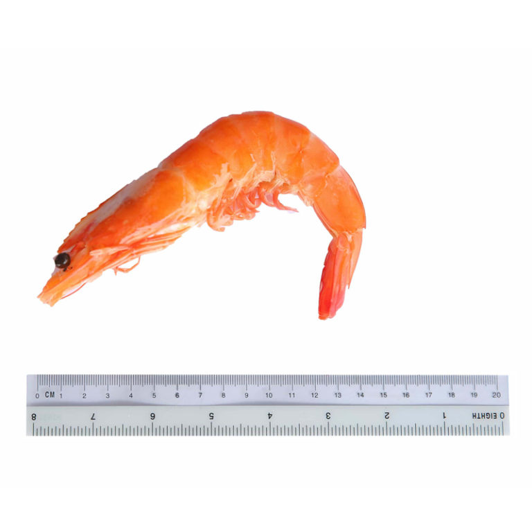 Frozen IQF Cooked HOSO White Prawn - The Ocean Mart